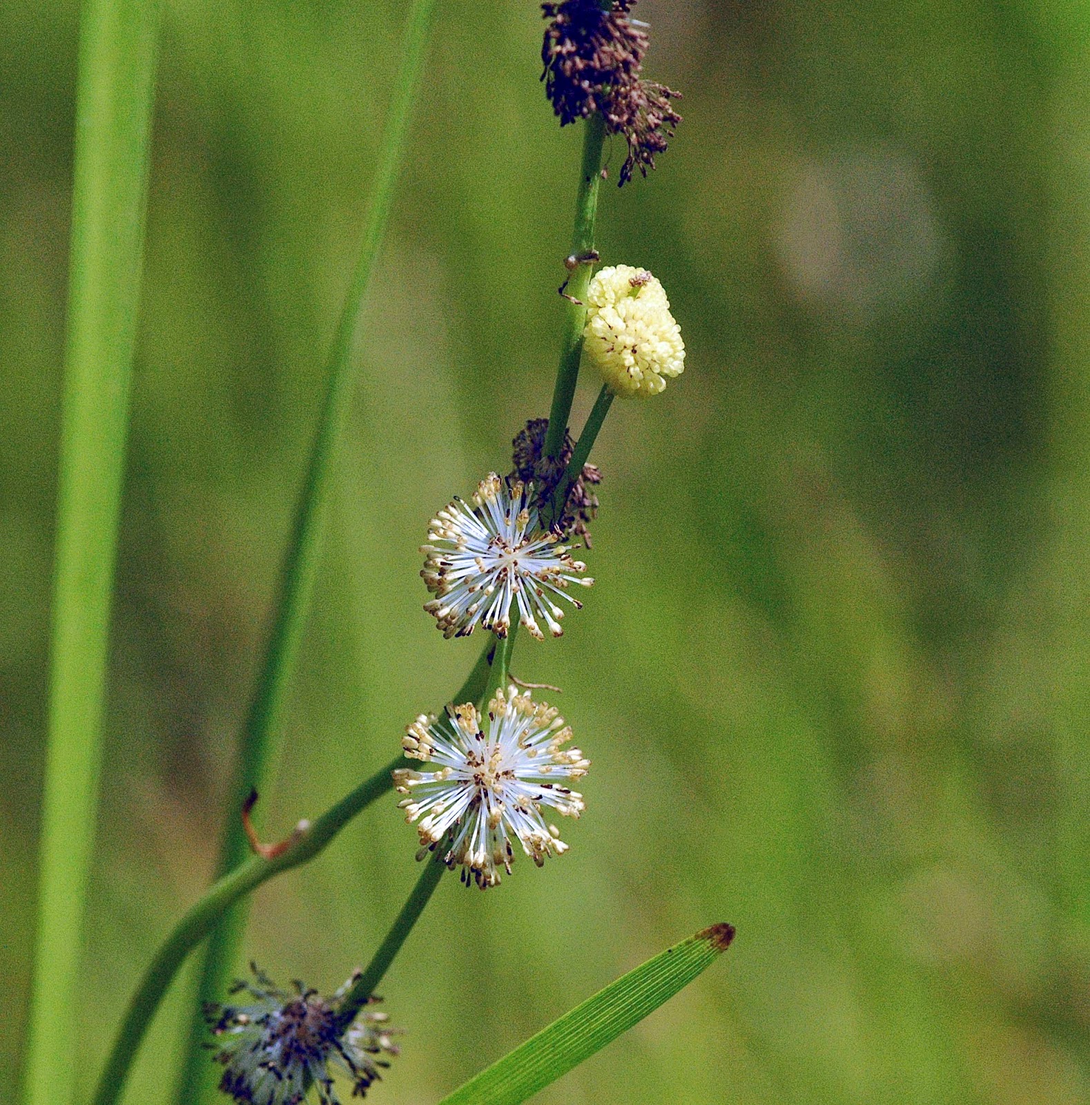 Field Biology in Southeastern Ohio: Nature Preserves: Mill Creek & Wahkeena