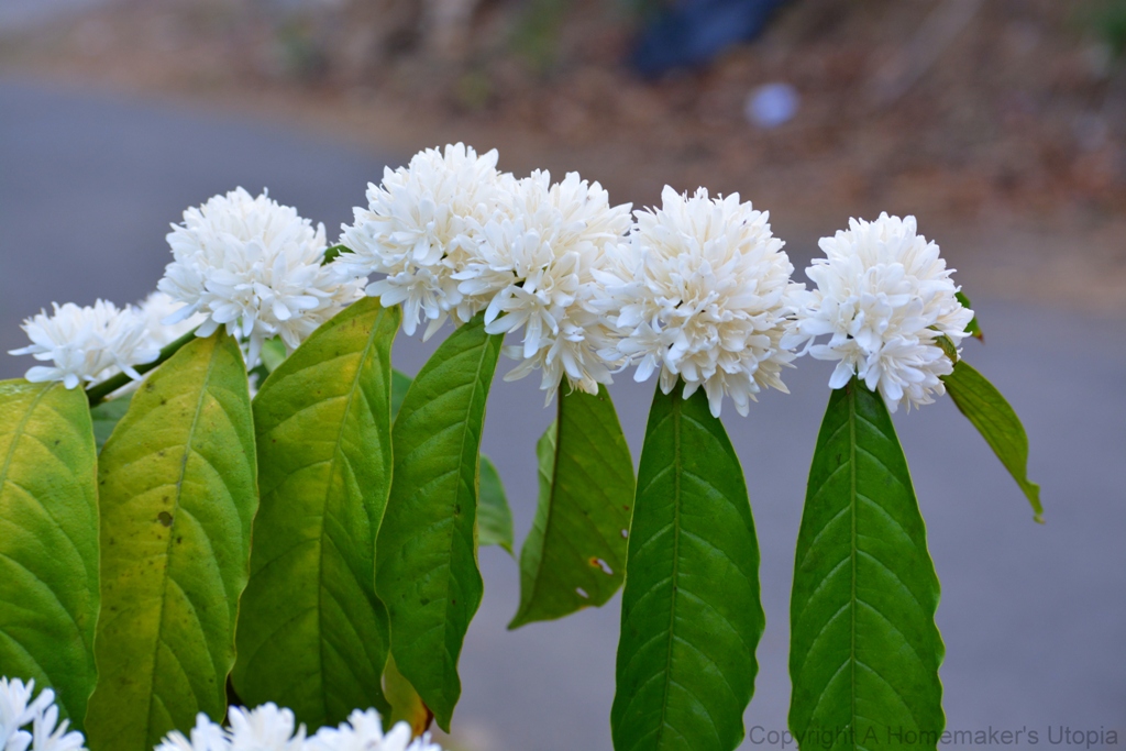 A Homemaker's Utopia..: Coffee Flowers - Wayanad,Kerala