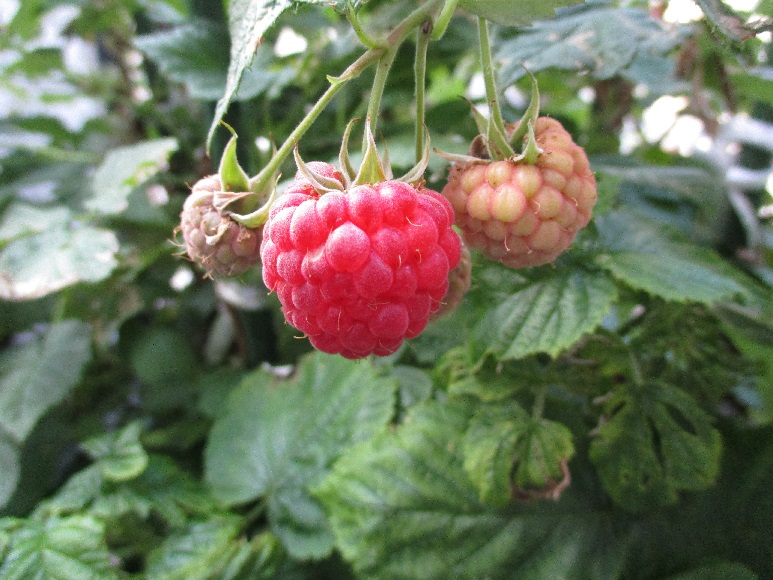 四季成り果樹園芸: ルビービューティー Raspberry Ruby Beauty