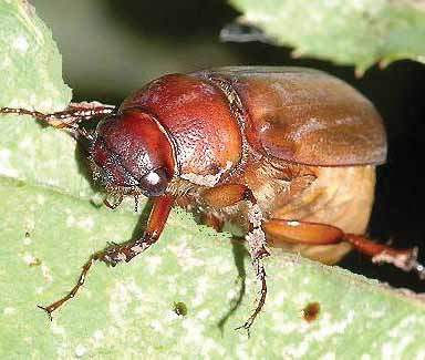 ENTOMOLOGÍA AGRÍCOLA