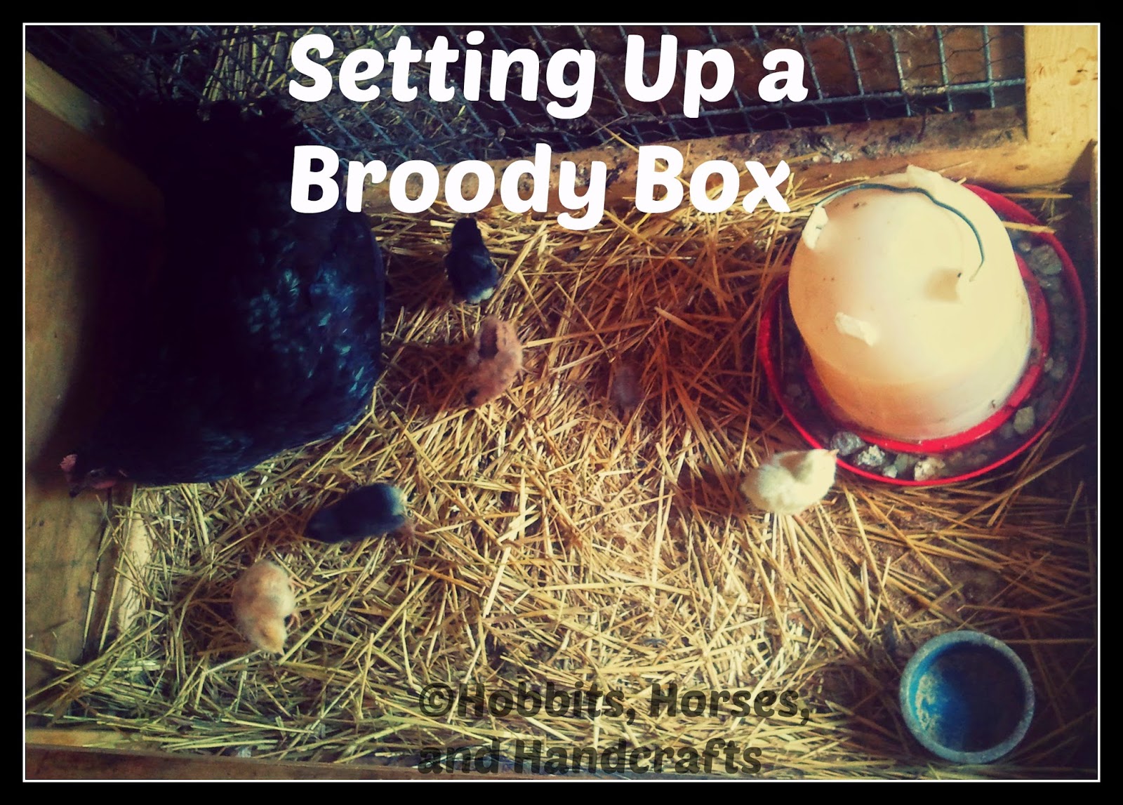 Hobbits, Horses, and Handcrafts: Hatching Chicks with a Broody Hen ...