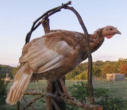 Are jersey buff turkeys domesticated?