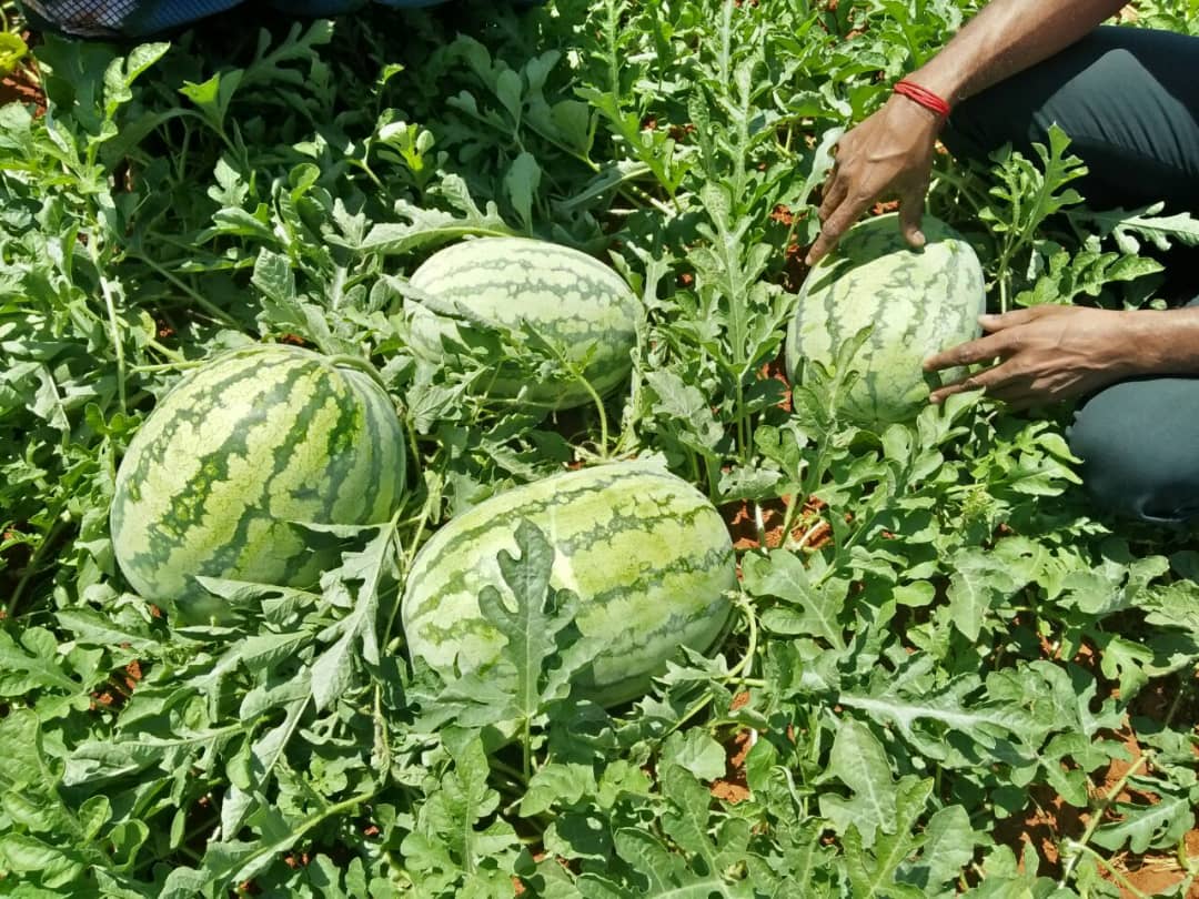 HASARA YA MATUNDA MENGI KWENYE KILA SHINA LA TIKITI MAJI.