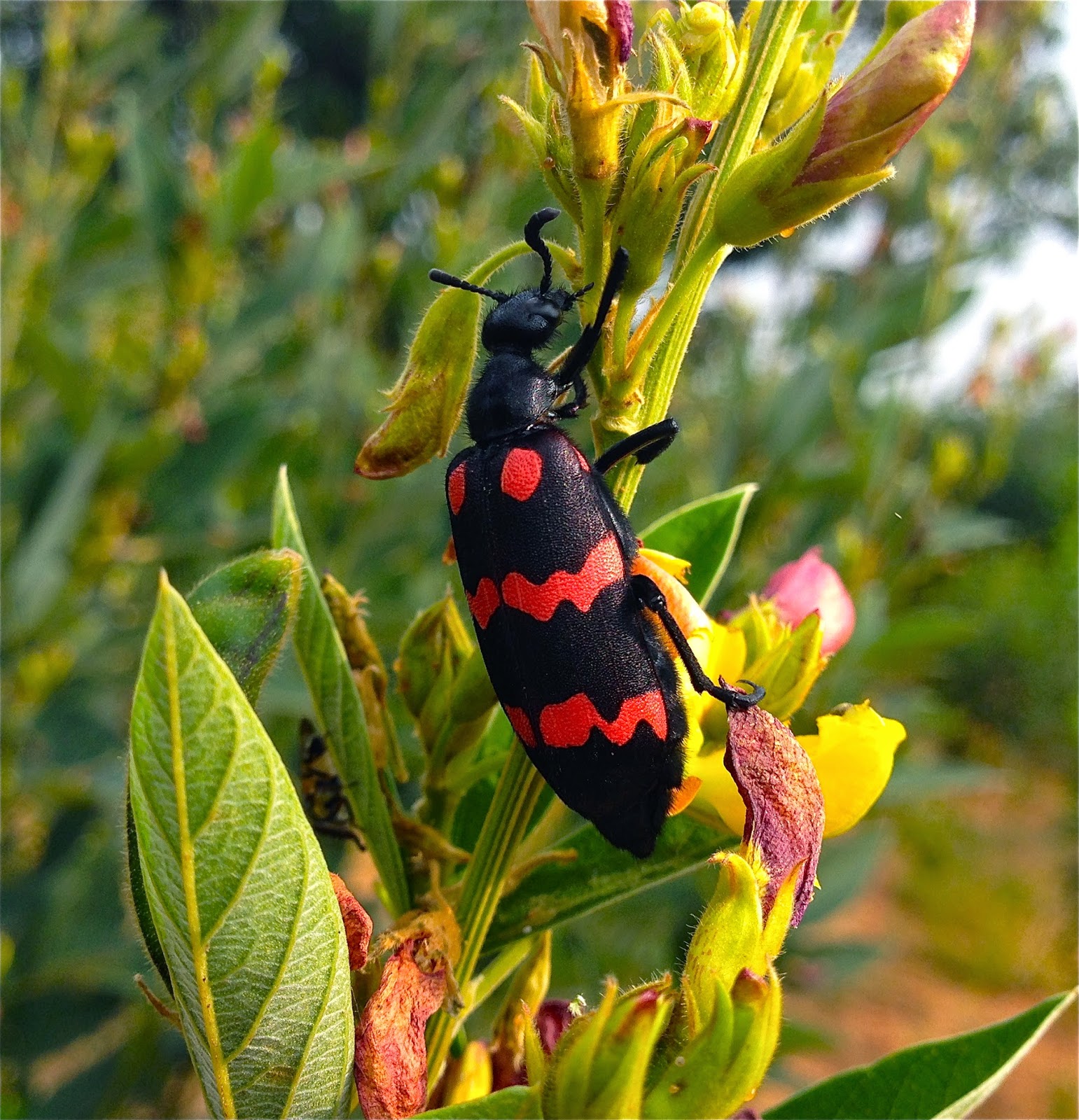 The Insect Diary: Blister Beetle: Mylabris pustulata