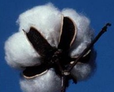 ALGODON: New Algodon