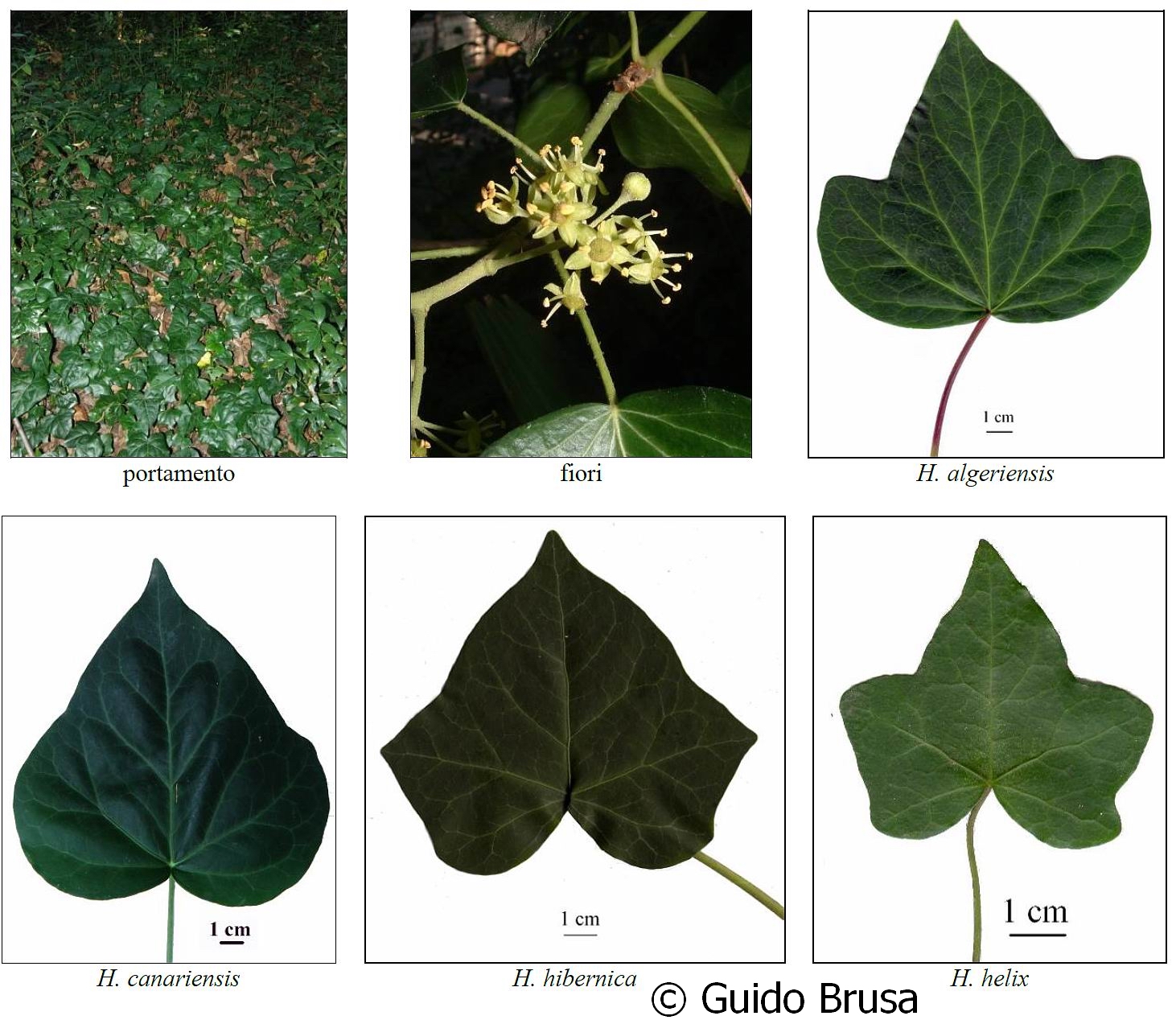 Flora Insubrica: Hedera (specie esotiche)
