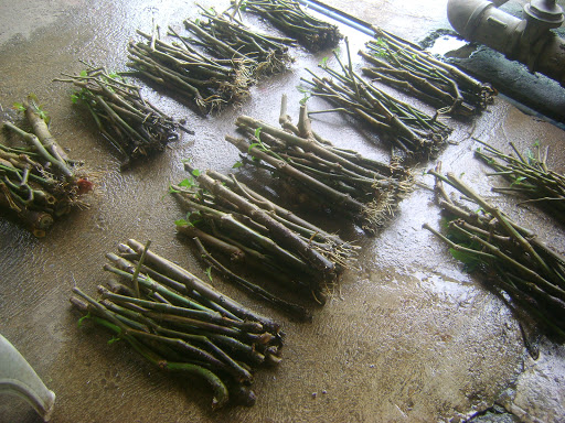 Feed Alternatives: Madre de Agua Rooting Instructions