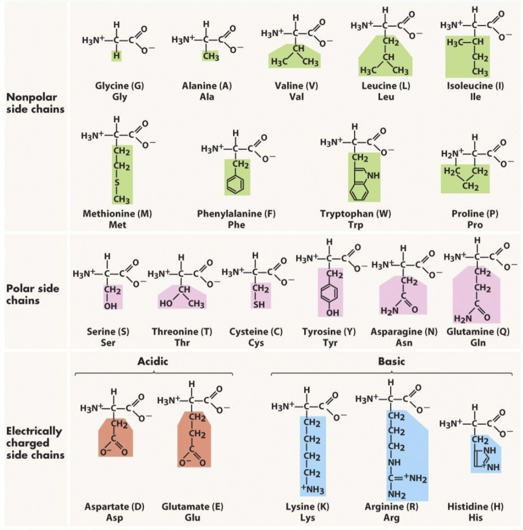 SVC MICROBIOLOGY Amino Acids With Their Molecular Weight Structures svc-microbiology-amino-acids-with-their-molecular-weight-structures