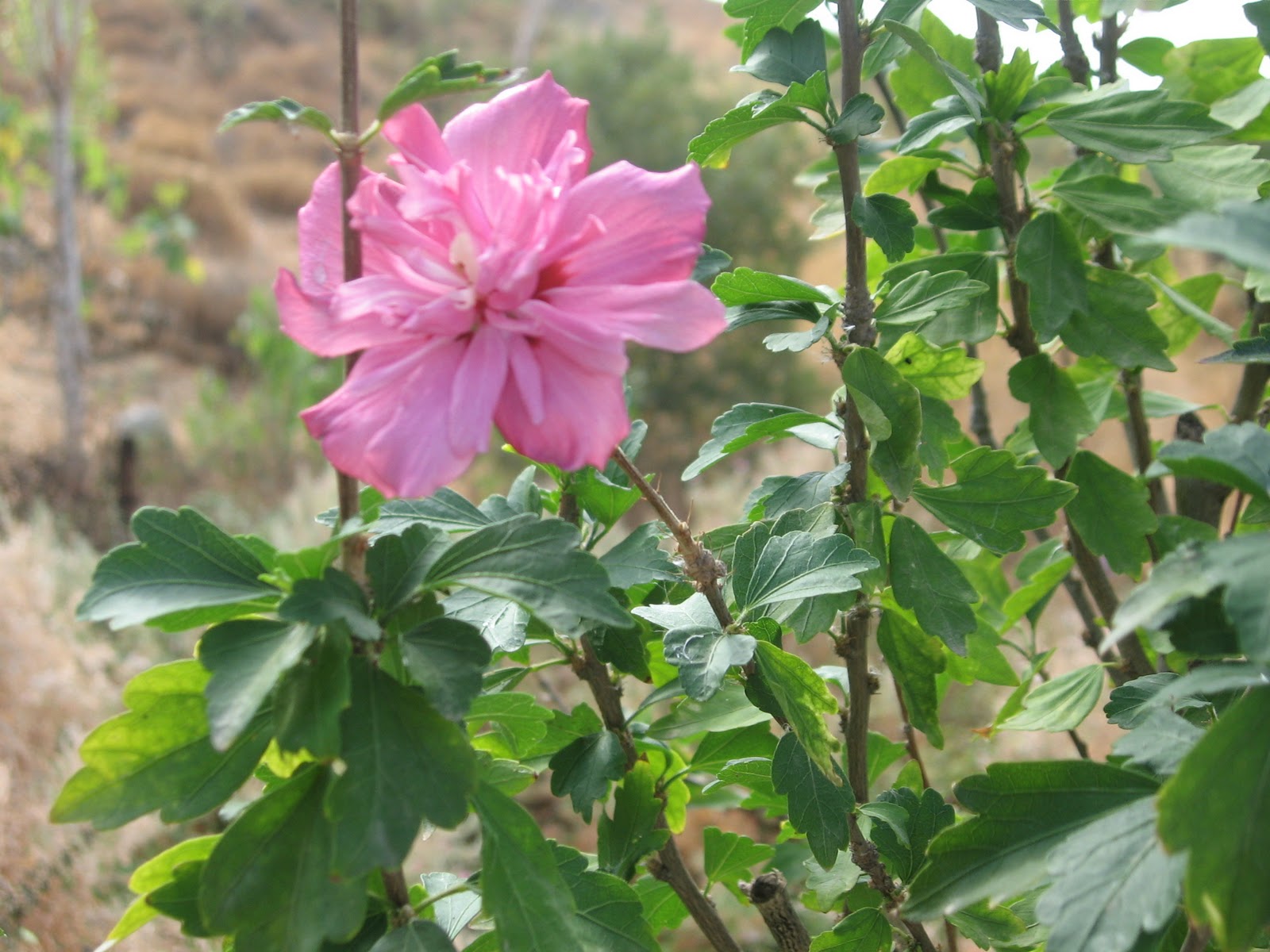 Cittaslow Botanik Park: AĞAÇ HATMİ ÇİÇEĞİ ( Hibiscus syriacus )