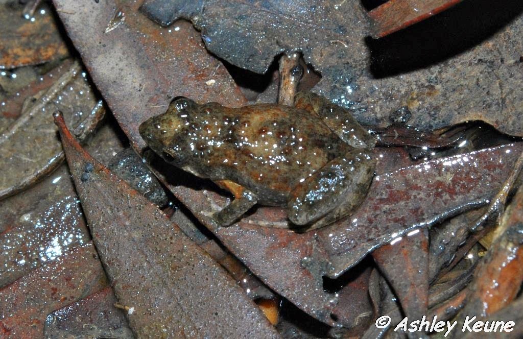 Australian Frogs Photography: KEUNEA PHOTOGRAPHY