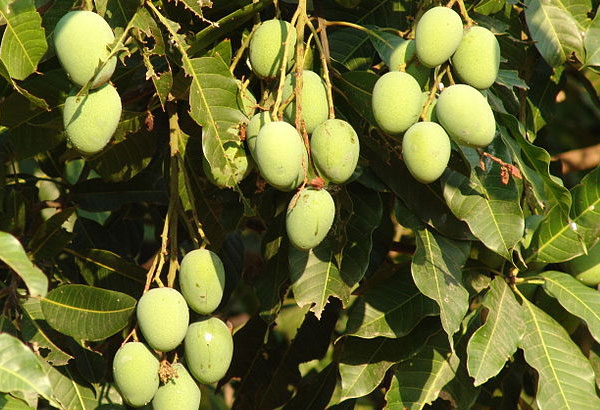 Safari Bookings Uganda and Rwanda: Popular Fresh fruits in Uganda.