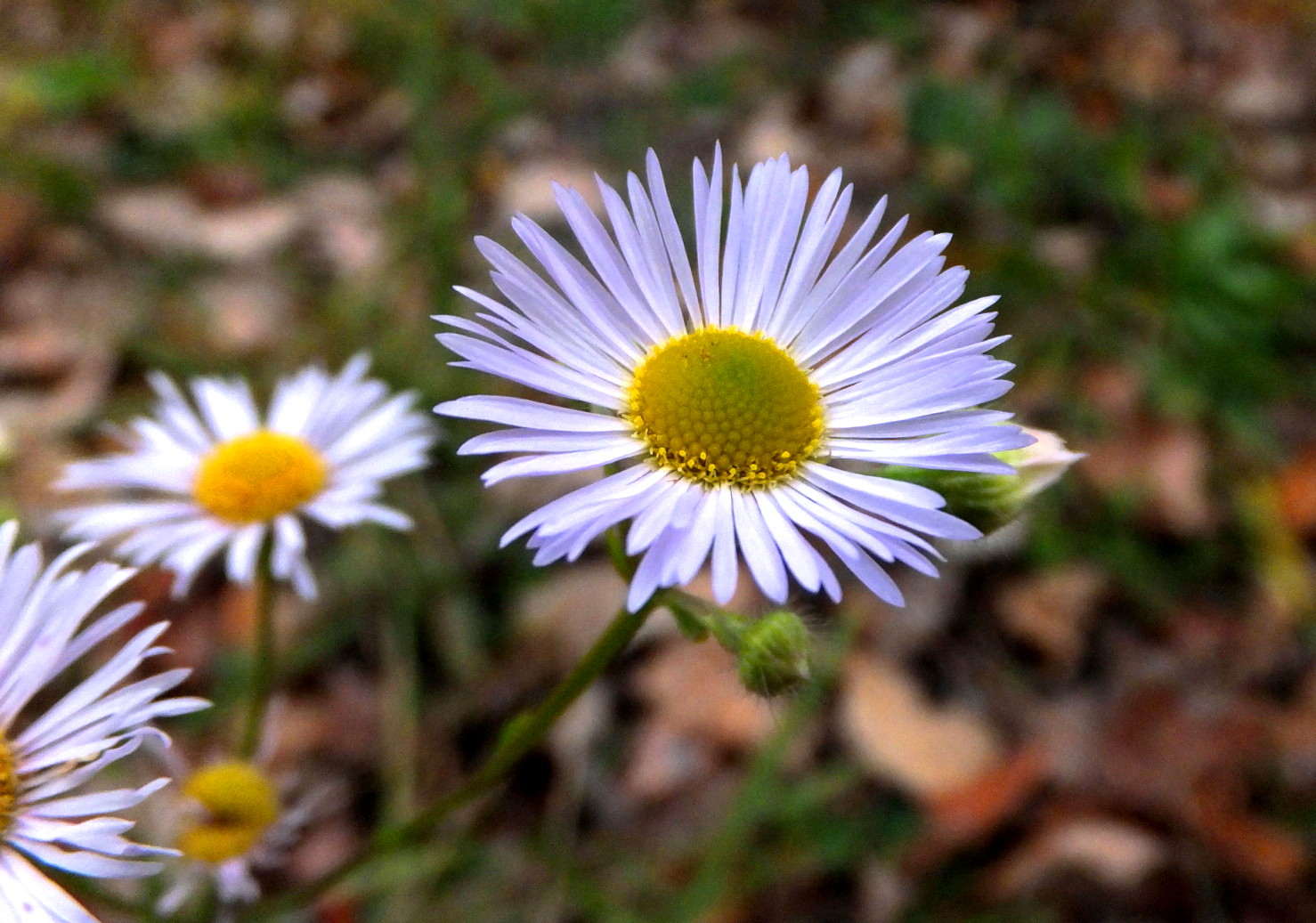 Plants Amaze Me: Michigan in October = wildflowers?