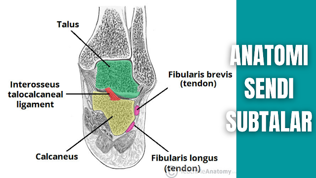 Anatomi Subtalar Joint atau Sendi Subtalar Pada Manusia - Anatomi Tutorial