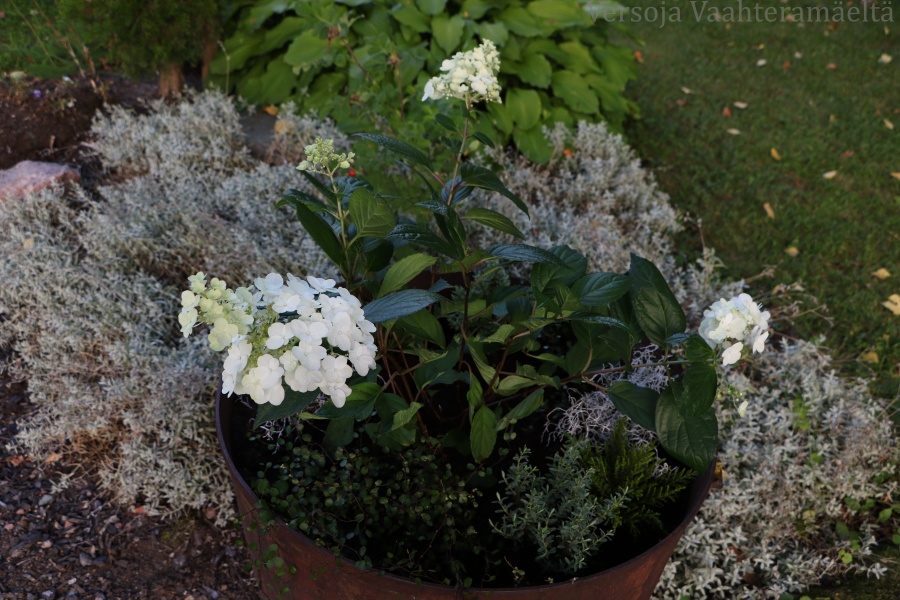 Versoja Vaahteramäeltä : Syyskukat