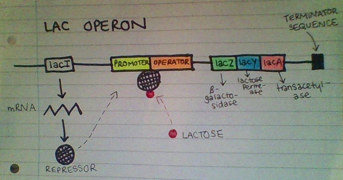 Biolozgy: Regulation of Prokaryotic Gene Expression: The Lac Operon