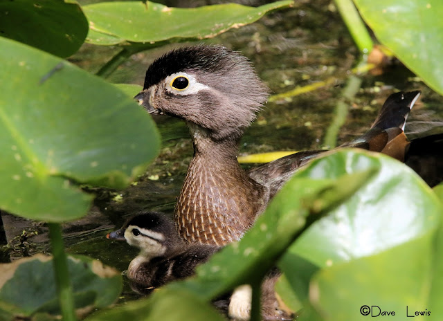 Birds from Behind : ...Meanwhile...Back at the Marsh...(oh my.)
