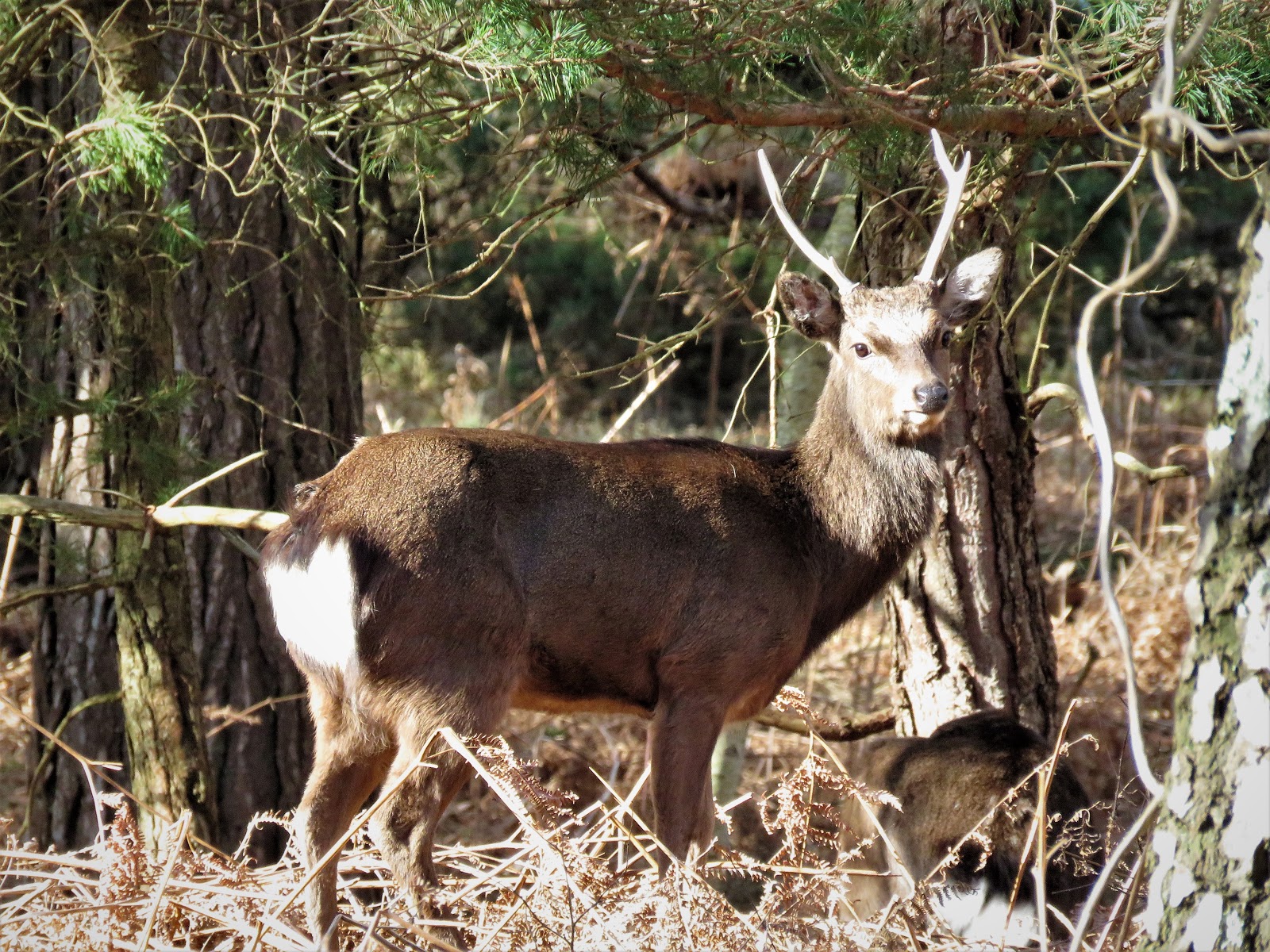 The Autistic Naturalist: My Dorset Holiday