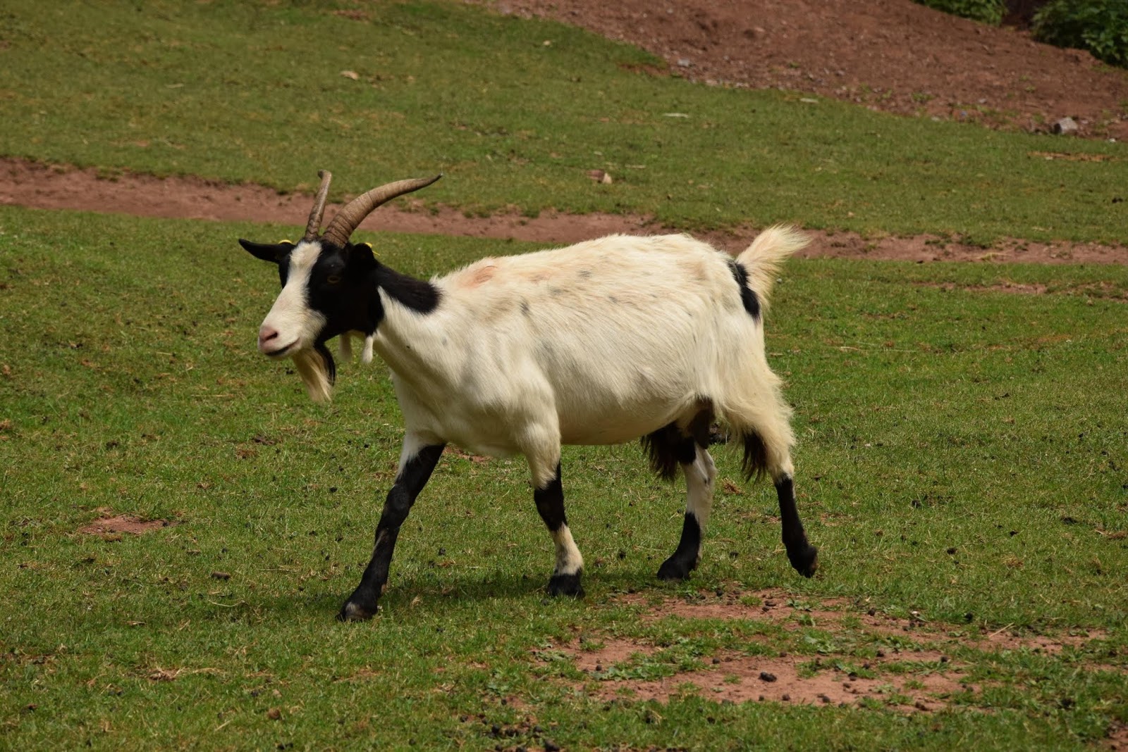 High-Quality Animal Images Pack 6-Pics RizNow