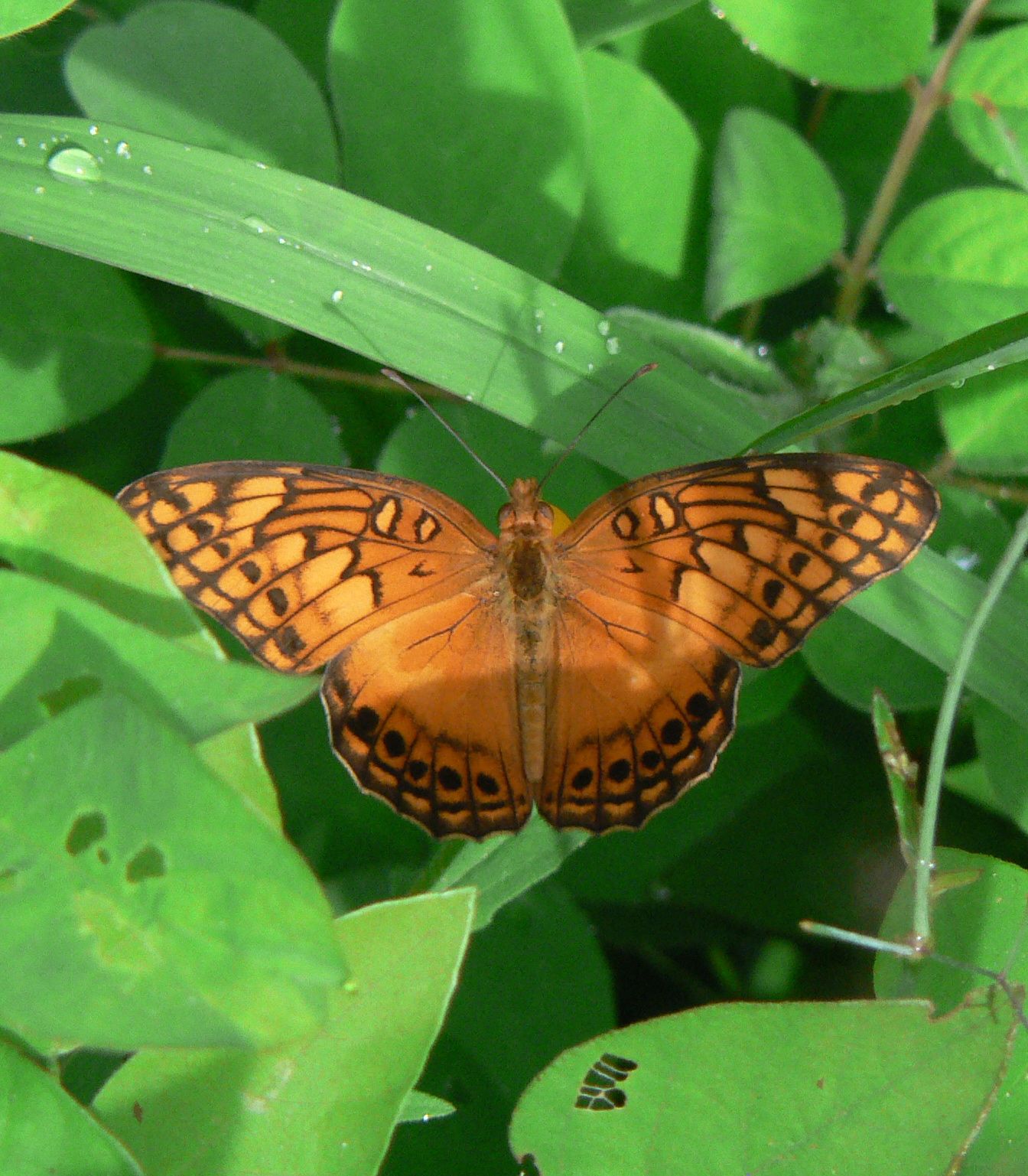 moralea milne: A Passion for Mexican Butterflies!