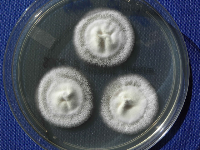 ATLAS MICOLOGIA: TRICHOPHYTON INTERDIGITALE