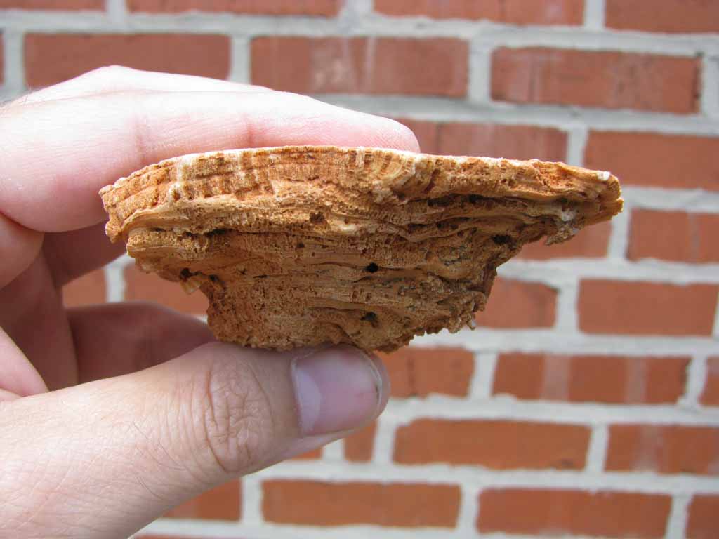 Views of the Mahantango: Heliolites from the Louisville Limestone