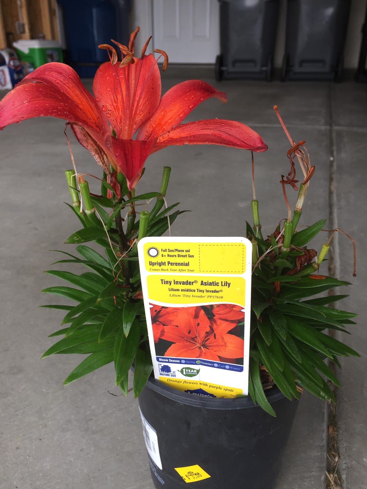 Backyard Neophyte Landscaping Blog: September 2015