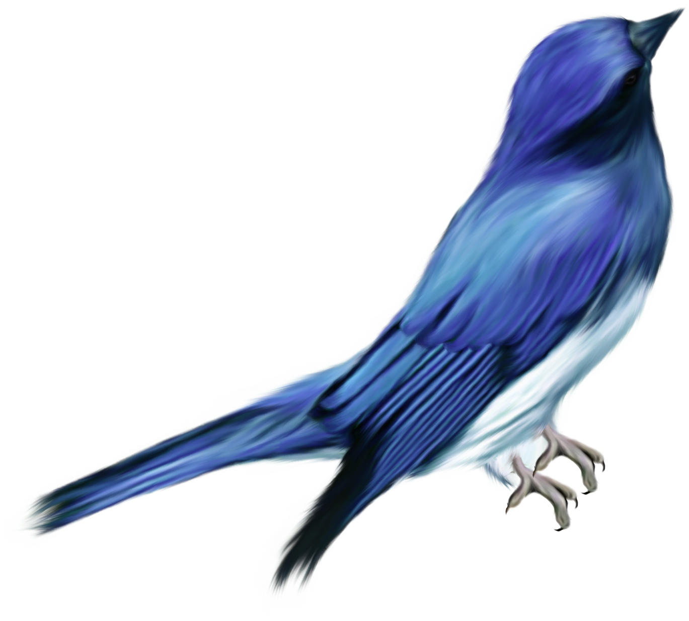 Imagens fundo transparente pássaros | Imagens Png fundo transparente grátis