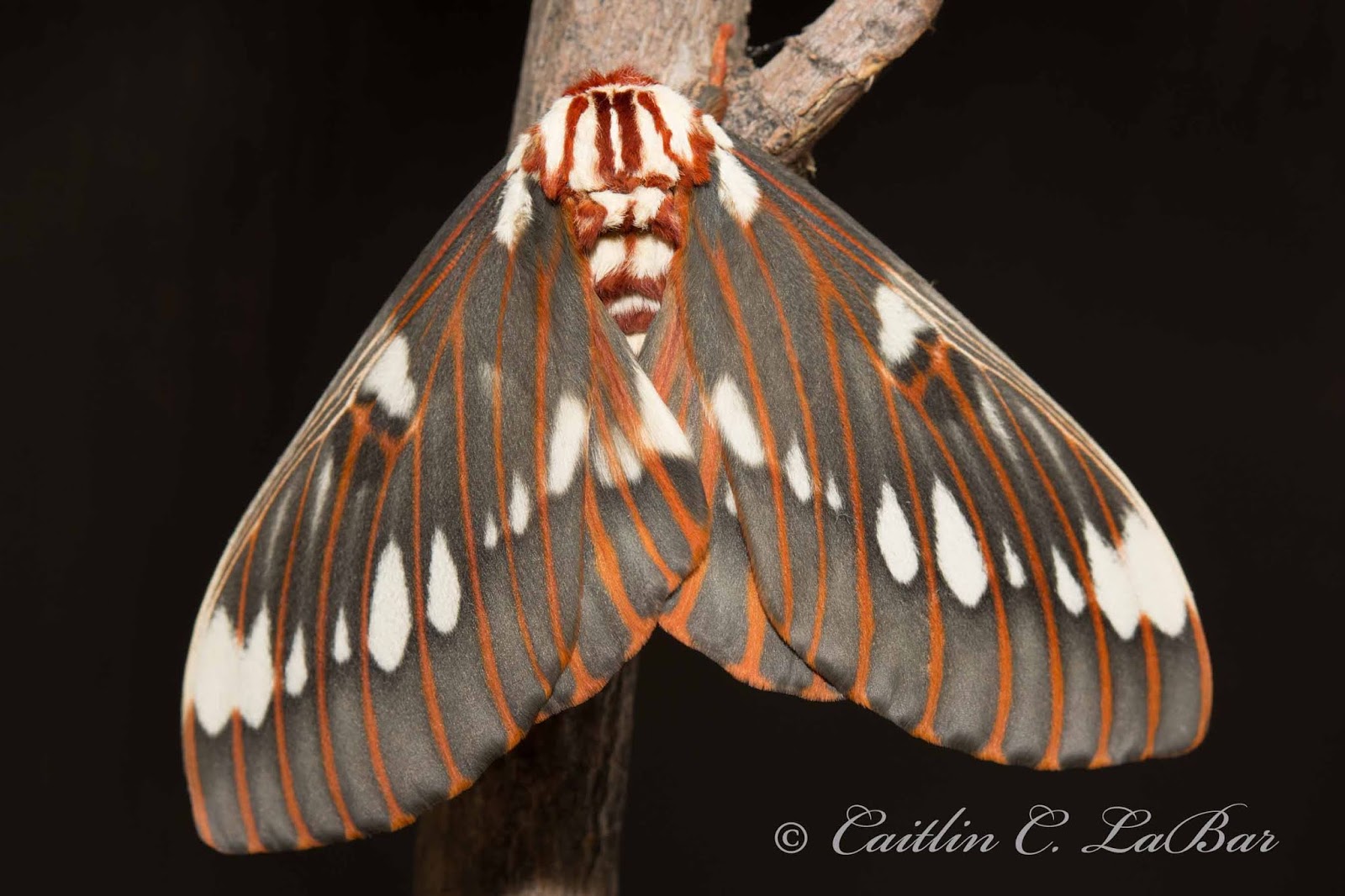 Northwest Butterflies: Citheronia splendens...Splendid Royal Moth