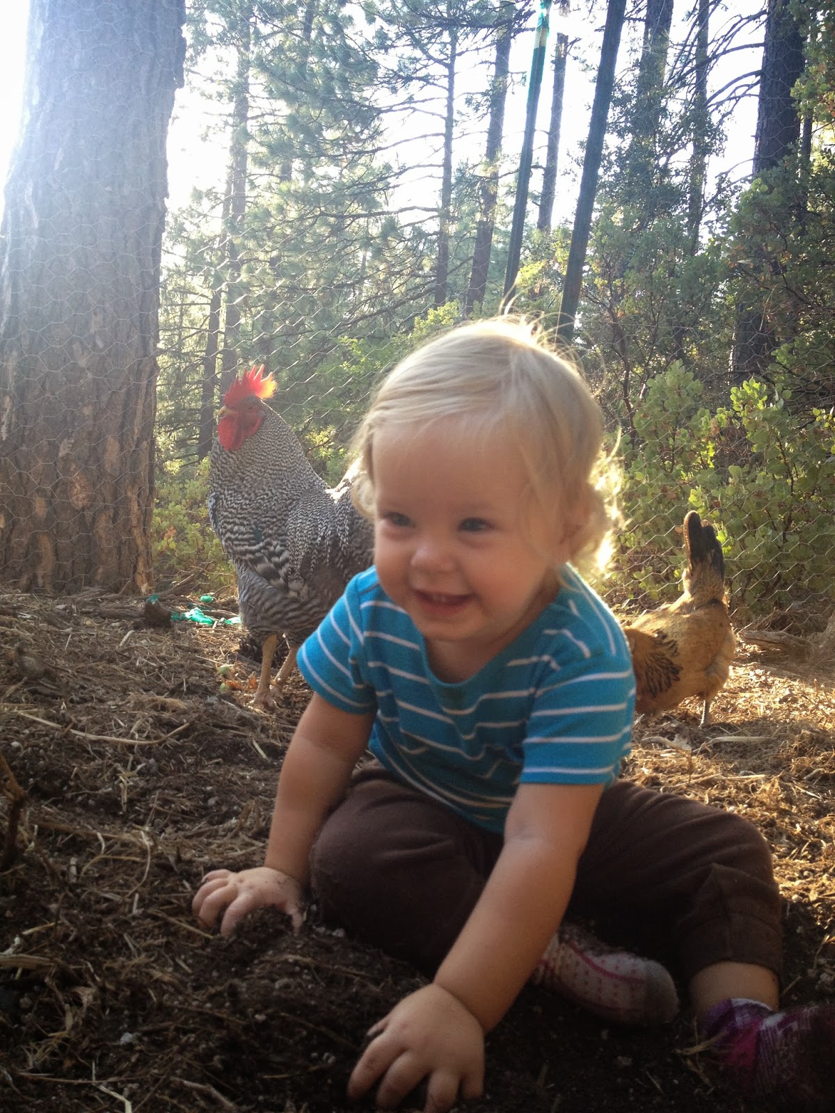 Bring it on Home: Rooster Research (Pros and Cons of Keeping a Roo)