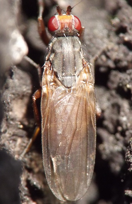 Fraxinus Natural History Blog: Sun and water, part 1