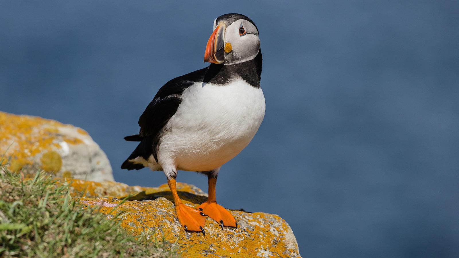 Atlantic Puffin - Interesting Facts, Other Information and Pictures ...