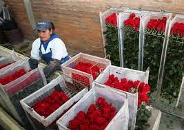 Rosas del Ecuador: Las rosas del Ecuador y sus variedades.