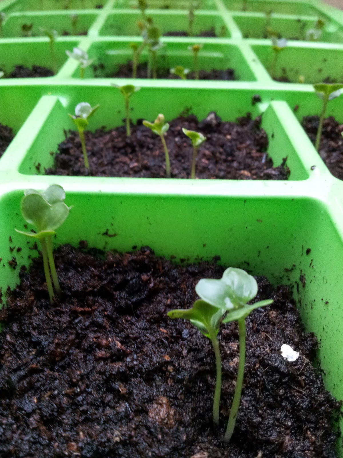 The London Vegetable Garden: Sprouting Seedlings: Something Special!