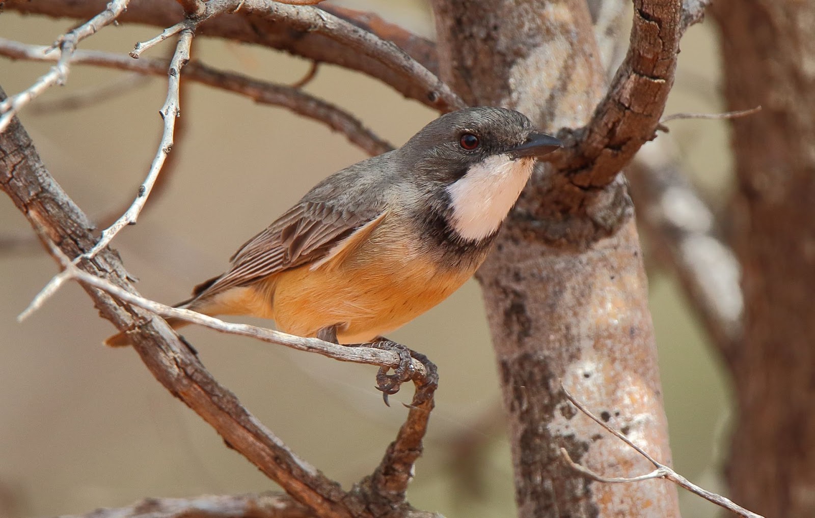 Richard Waring's Birds of Australia: Birds of Nyirripi