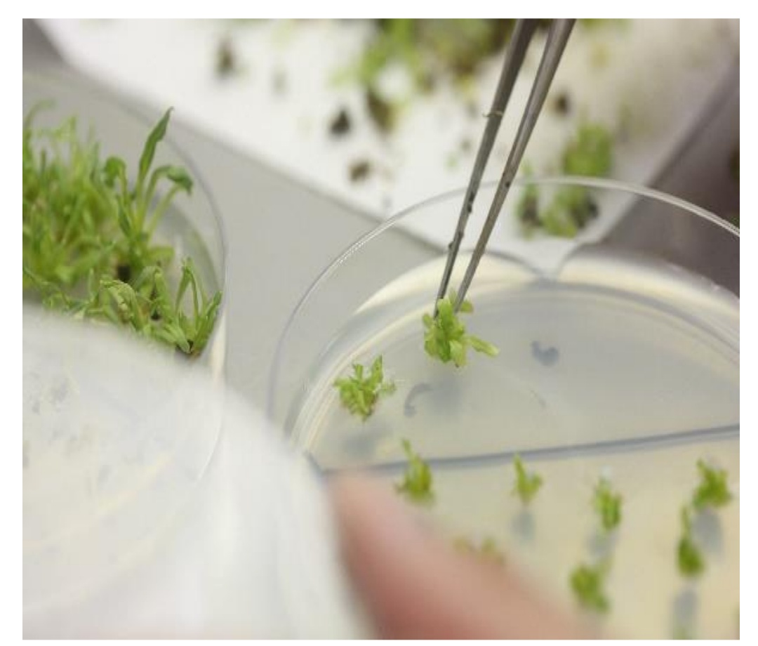 Kultur Jaringan Tumbuhan Pengertian Tahapan Kelebihan - vrogue.co