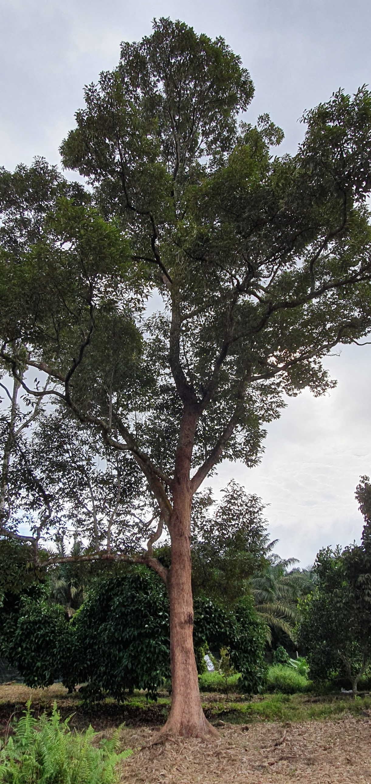 Warisan Petani: Membaja Pokok Durian Dewasa
