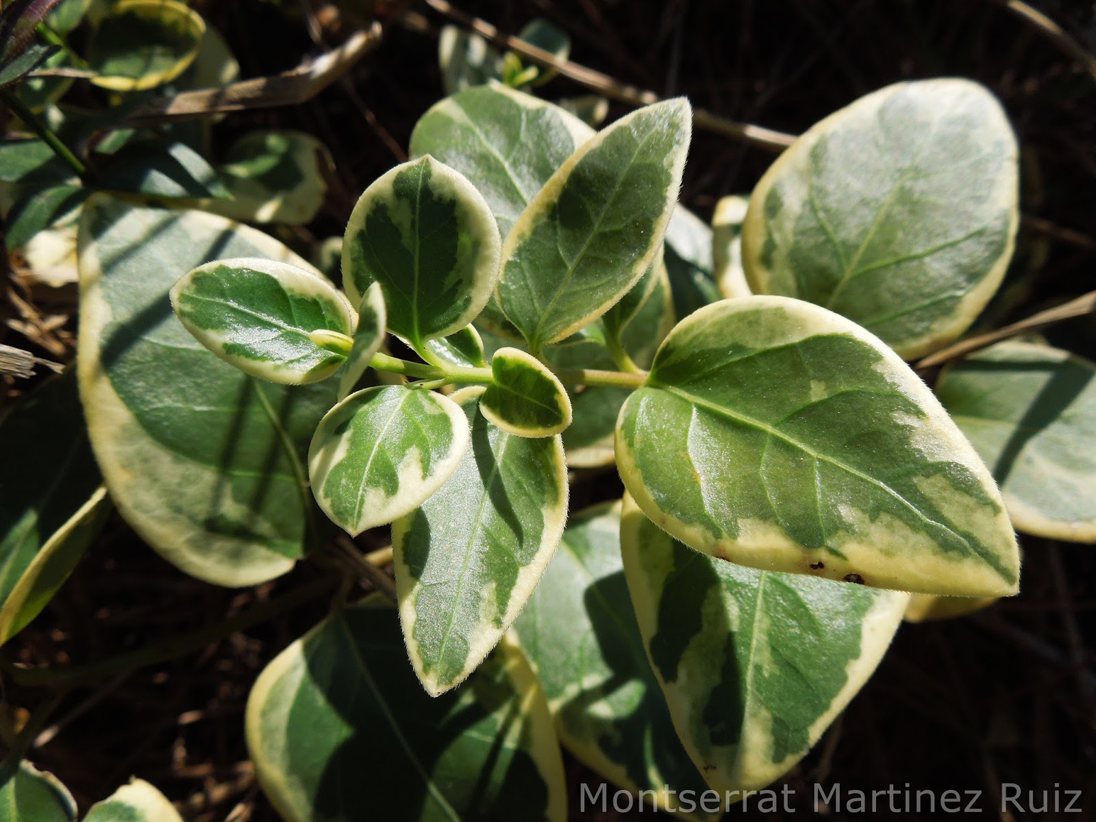Plantas de hojas variegadas - BOTÀNIC SERRAT