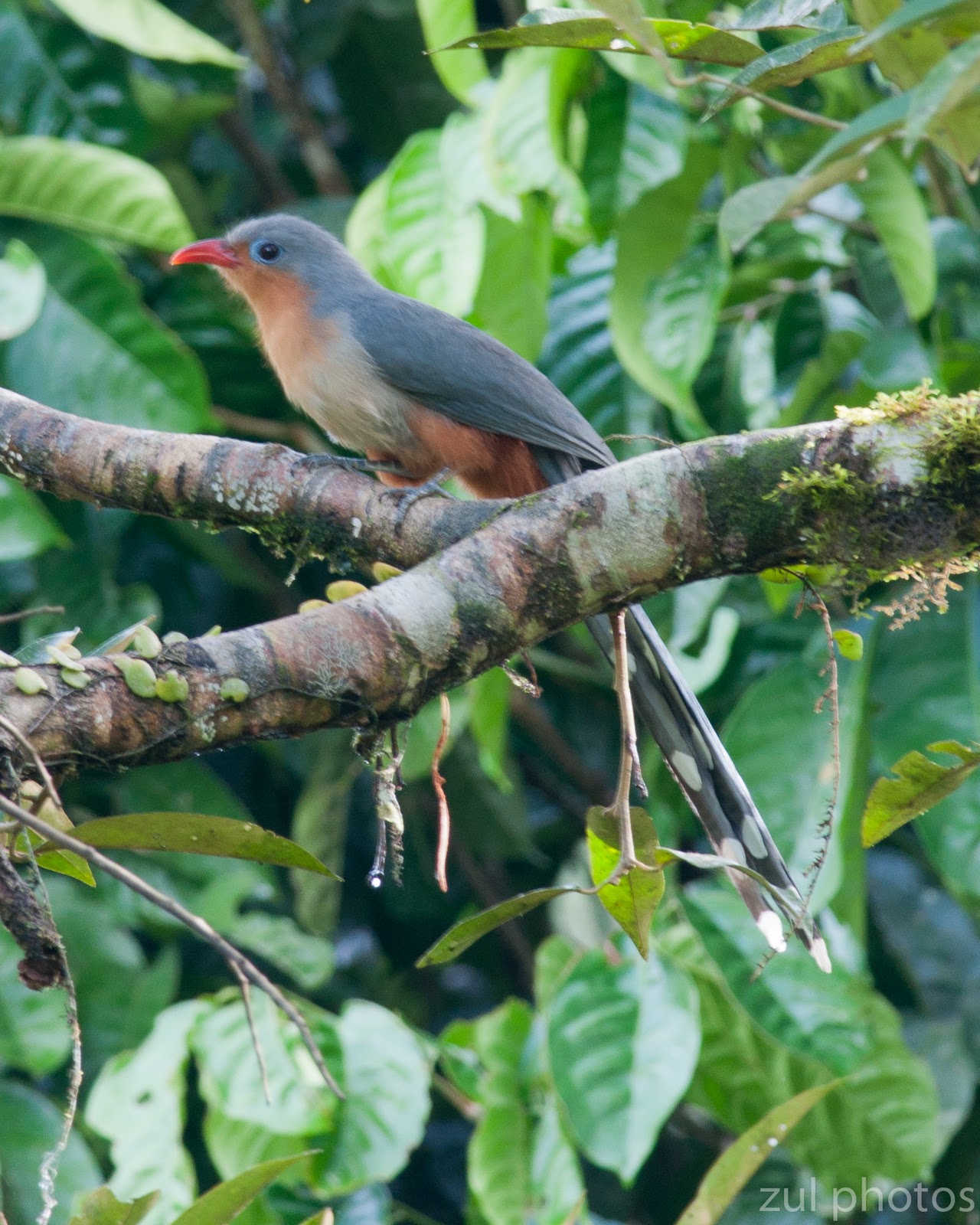Zul Ya - Birds of Peninsular Malaysia: Red Billed Malkoha