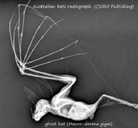 X-ray Megabat grey-headed flying-fox Fruit bat and Microbat ghost bat