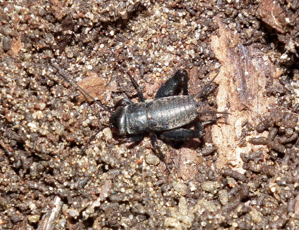 Listening in Nature: A Spring Field Cricket Named Lincoln and his Log