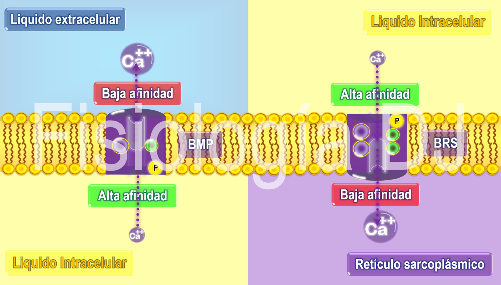 Fisiología DJ: Bombas de calcio