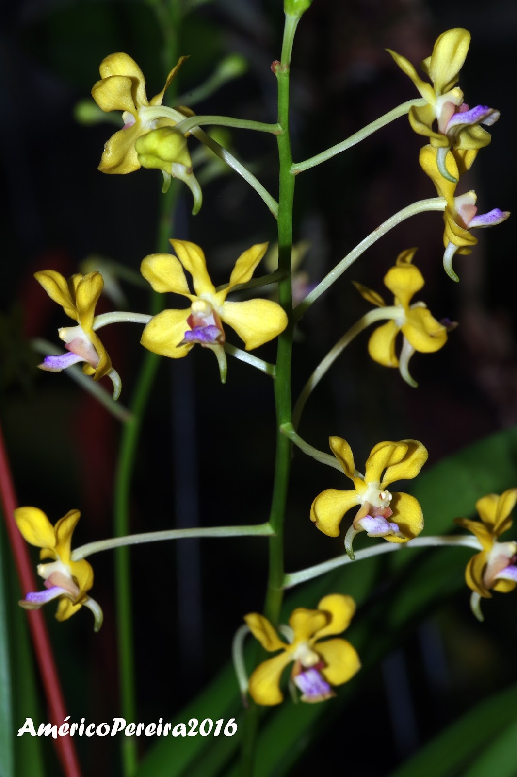 Orquídeas soltas: Vanda testacea