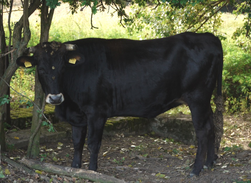 The Breeding-back Blog: The genes influencing horn size