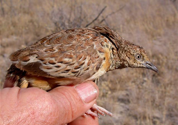 El Cajón del Maestro: Torillo andaluz.