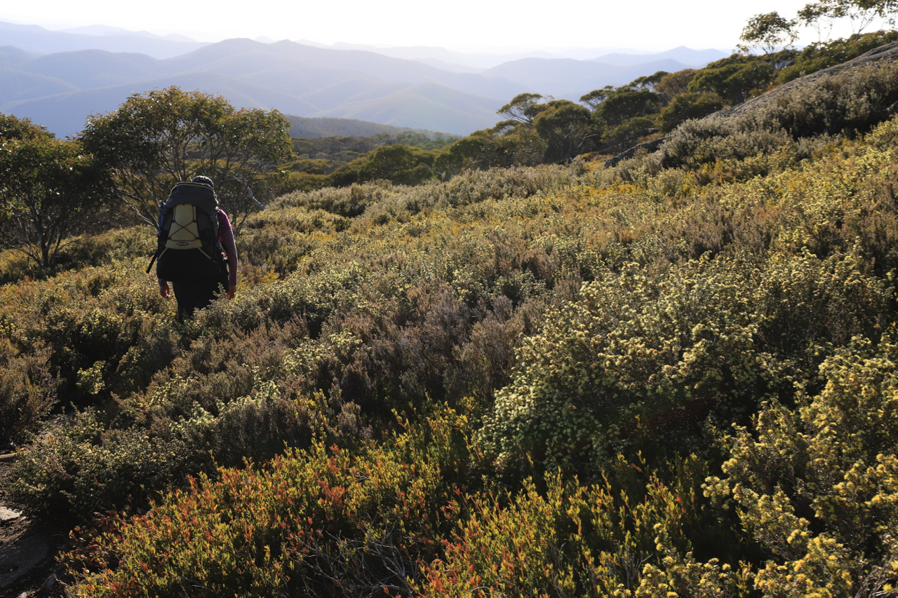 awildland: Mt Gingera, Namadgi National Park, ACT