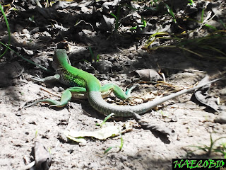 Os Seres Vivos: CALANGO-VERDE