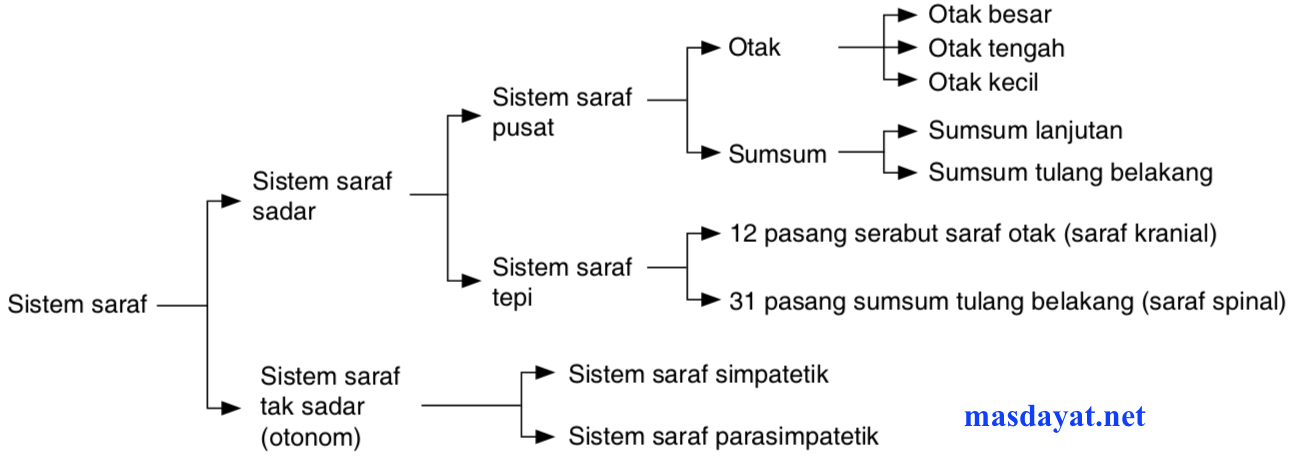 Tulislah Susunan Sistem Saraf Manusia Dalam Bentuk Skema - Perumperindo ...