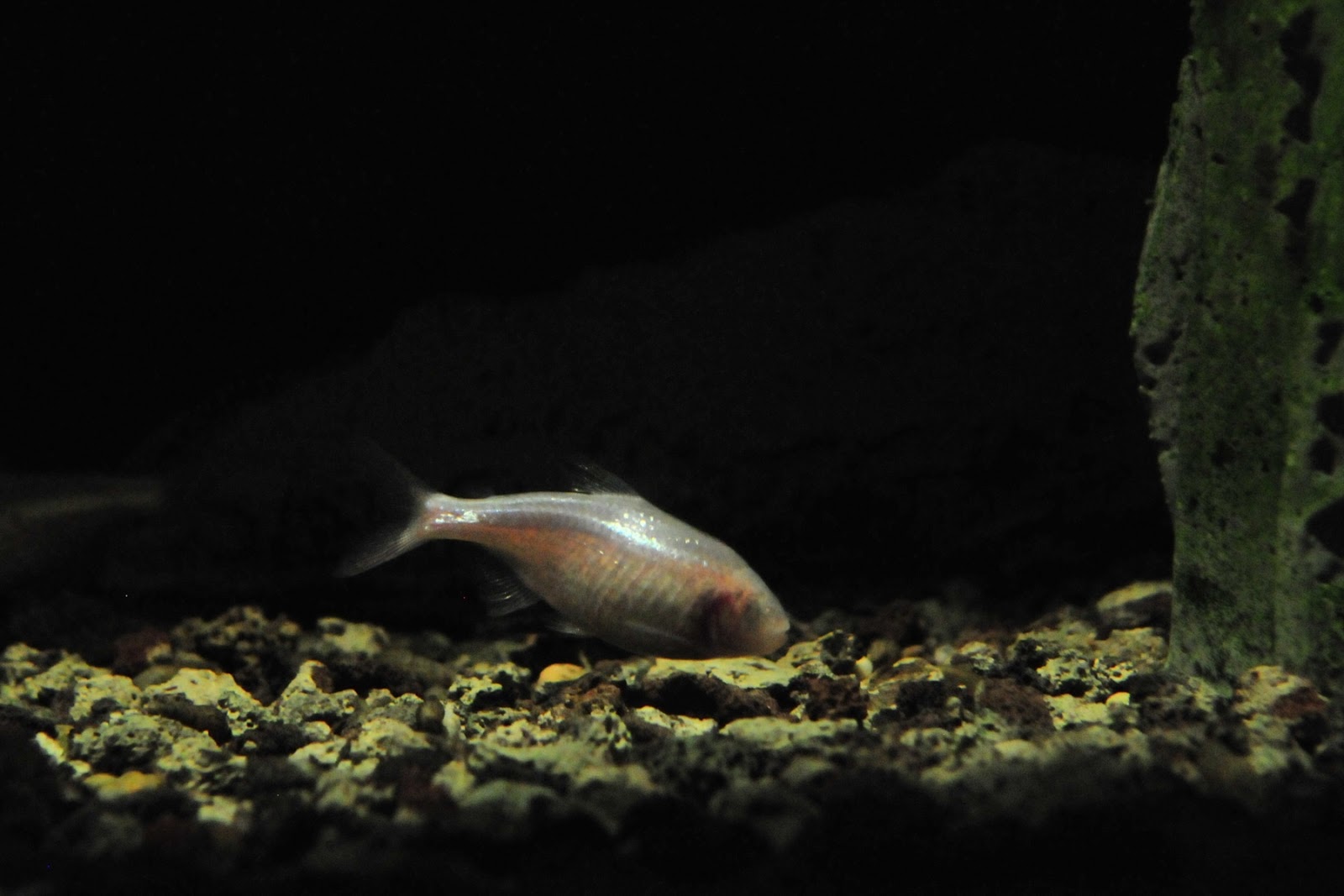 Real Monstrosities: Blind Cavefish