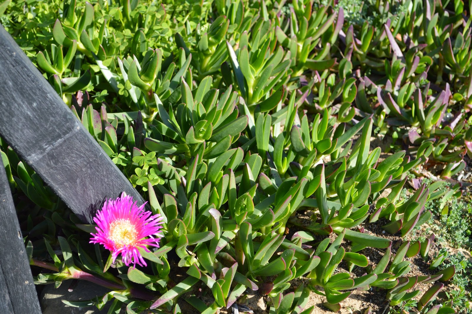 Jardim d'abrolhos: Chorões-maritimos