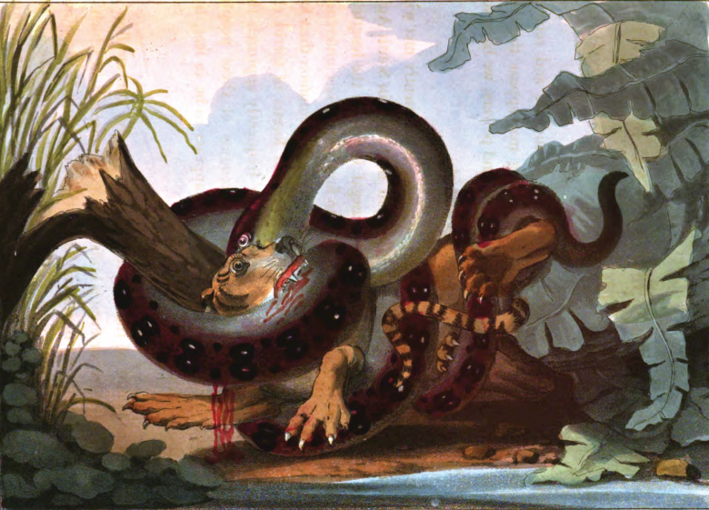 ISHBH: BATTLE BETWEEN THE GREAT BOA AND A TIGER, an Edward Orme Plate